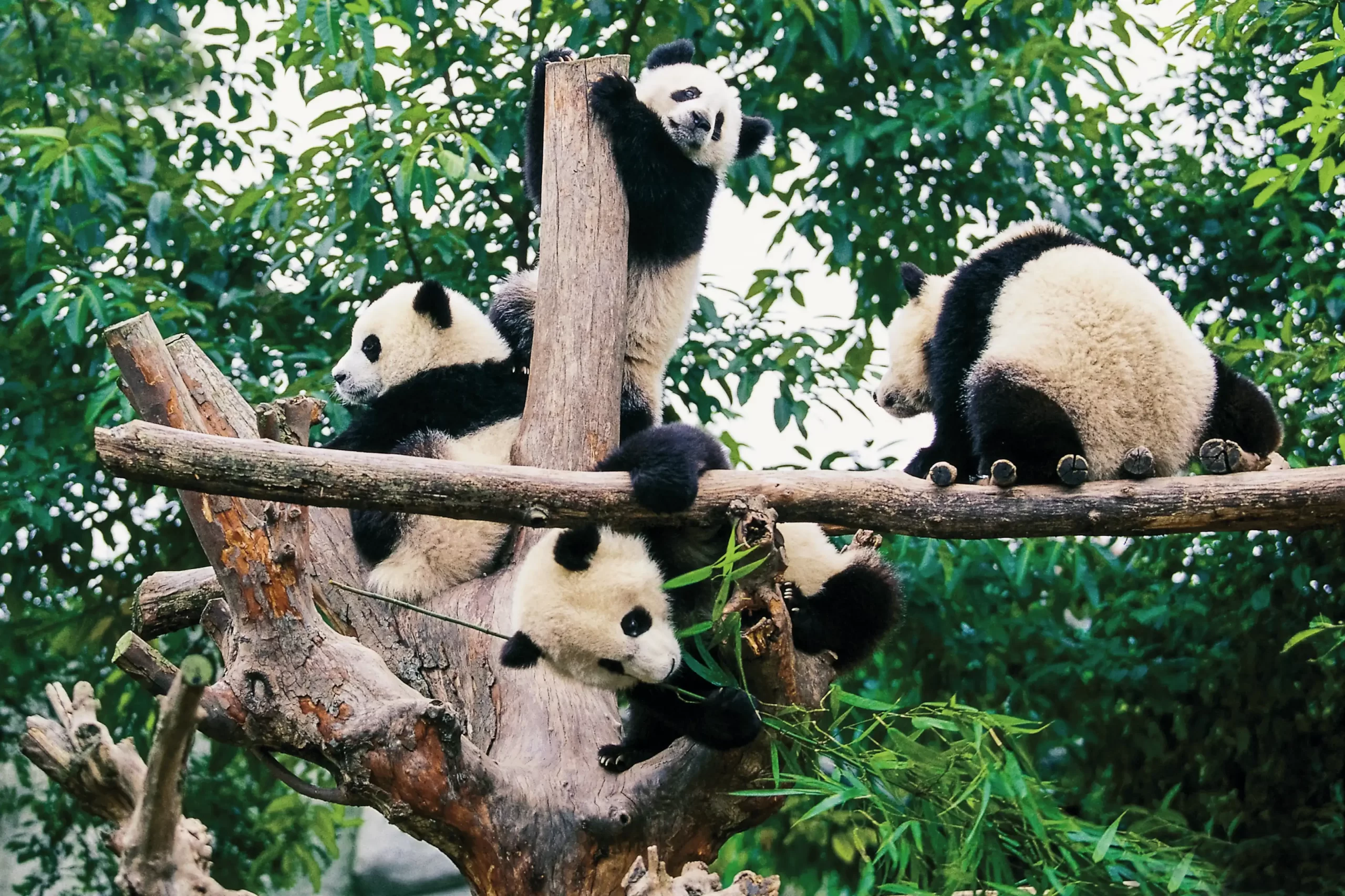 3-Day Private Tour: Incredible Chengdu Highlights - Discover Beijing Tours